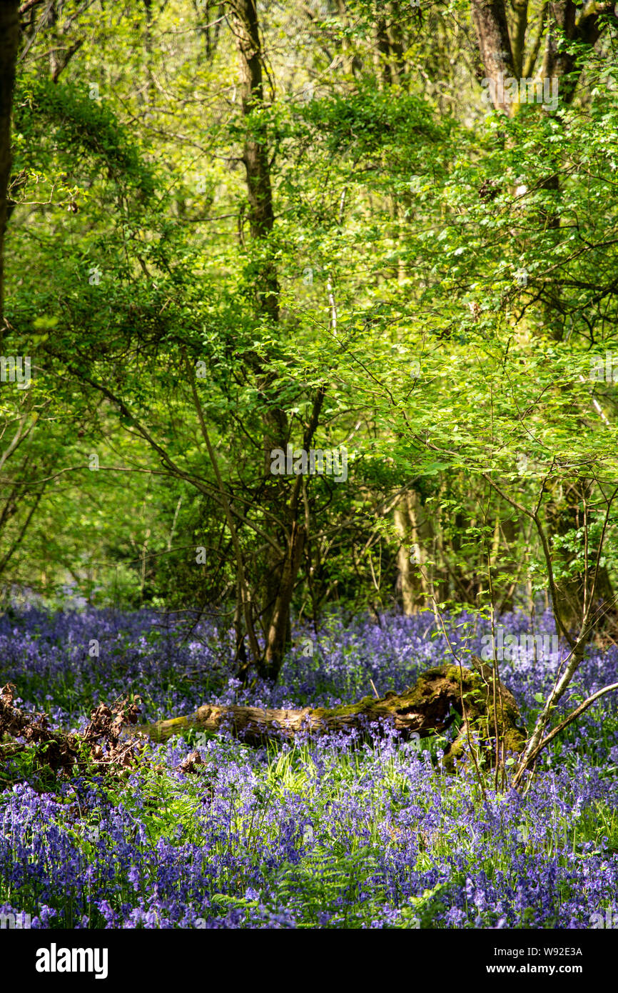 Sun shines on bluebell woodlands on Duncliffe Hill in North Dorset ...