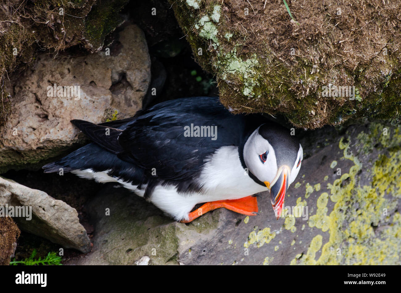 Puffin is looking at the camera. Close up of atlantic puffin Stock ...