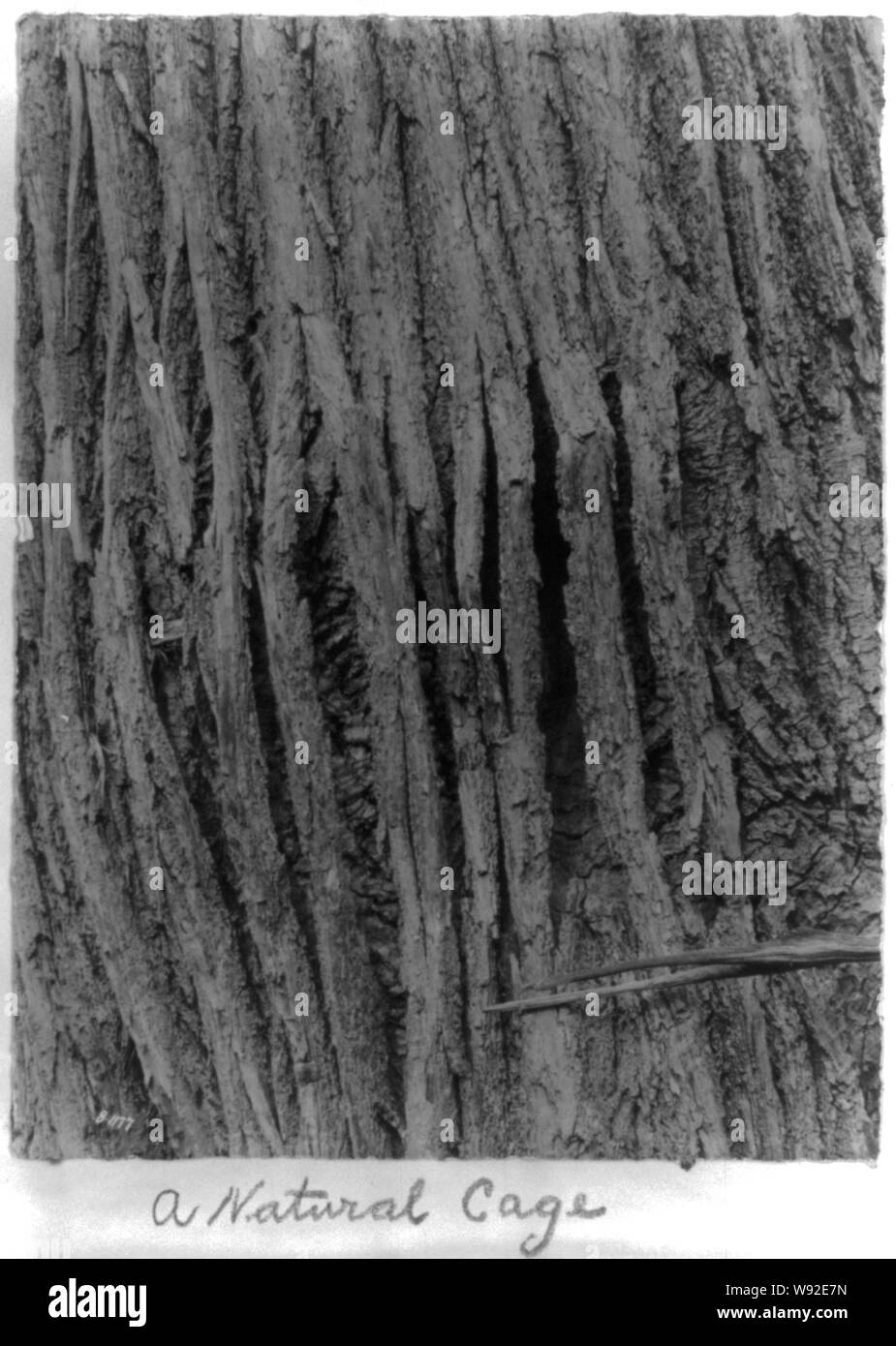 A Natural Cage Stock Photo - Alamy