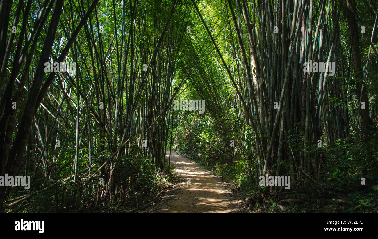 Tropical Rainforest Bengal Bamboo