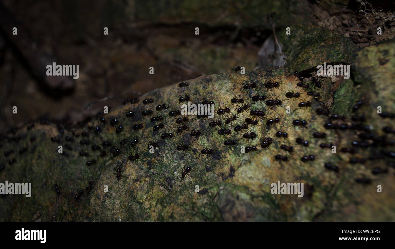 A colony of ants going in lines on the rock. Close up of the colony of ...