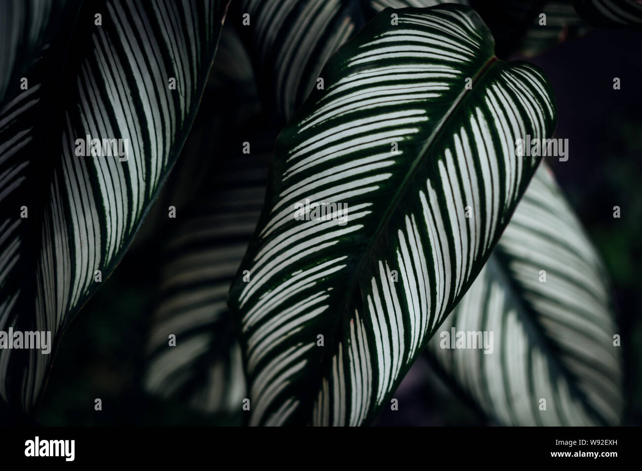The Stripe pattern of leaves Stock Photo - Alamy