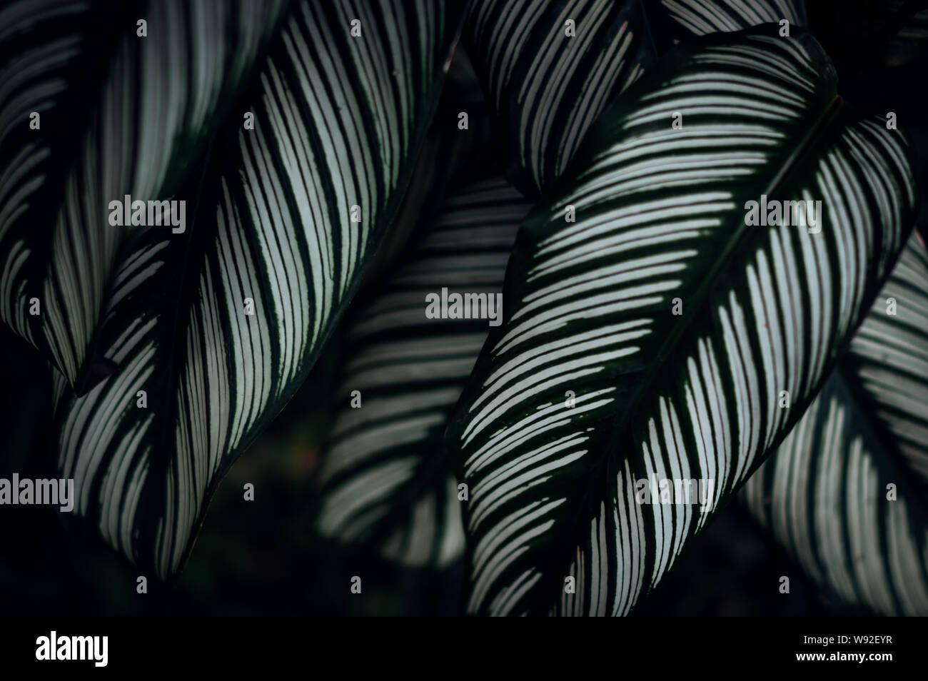 The Stripe pattern of leaves Stock Photo - Alamy