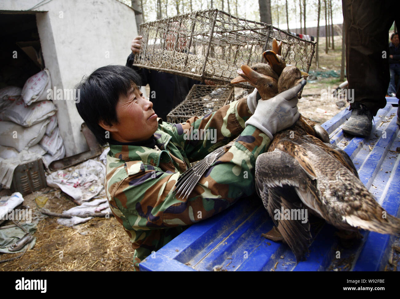 A Chinese farmer loads a truck with egg-laying ducks at a duck farm ...