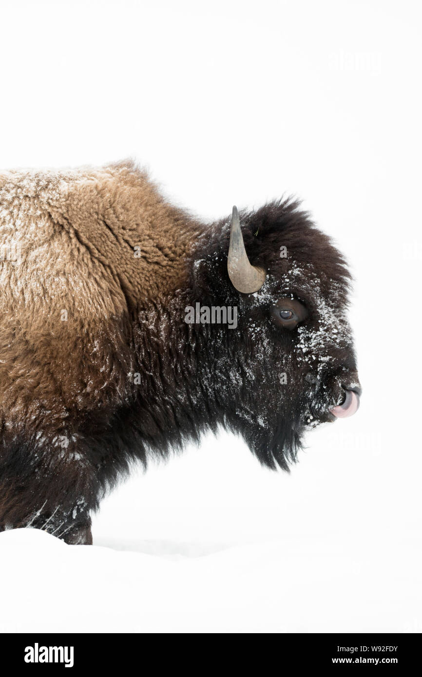 Yellowstone nationalpark symbol hi-res stock photography and images - Alamy