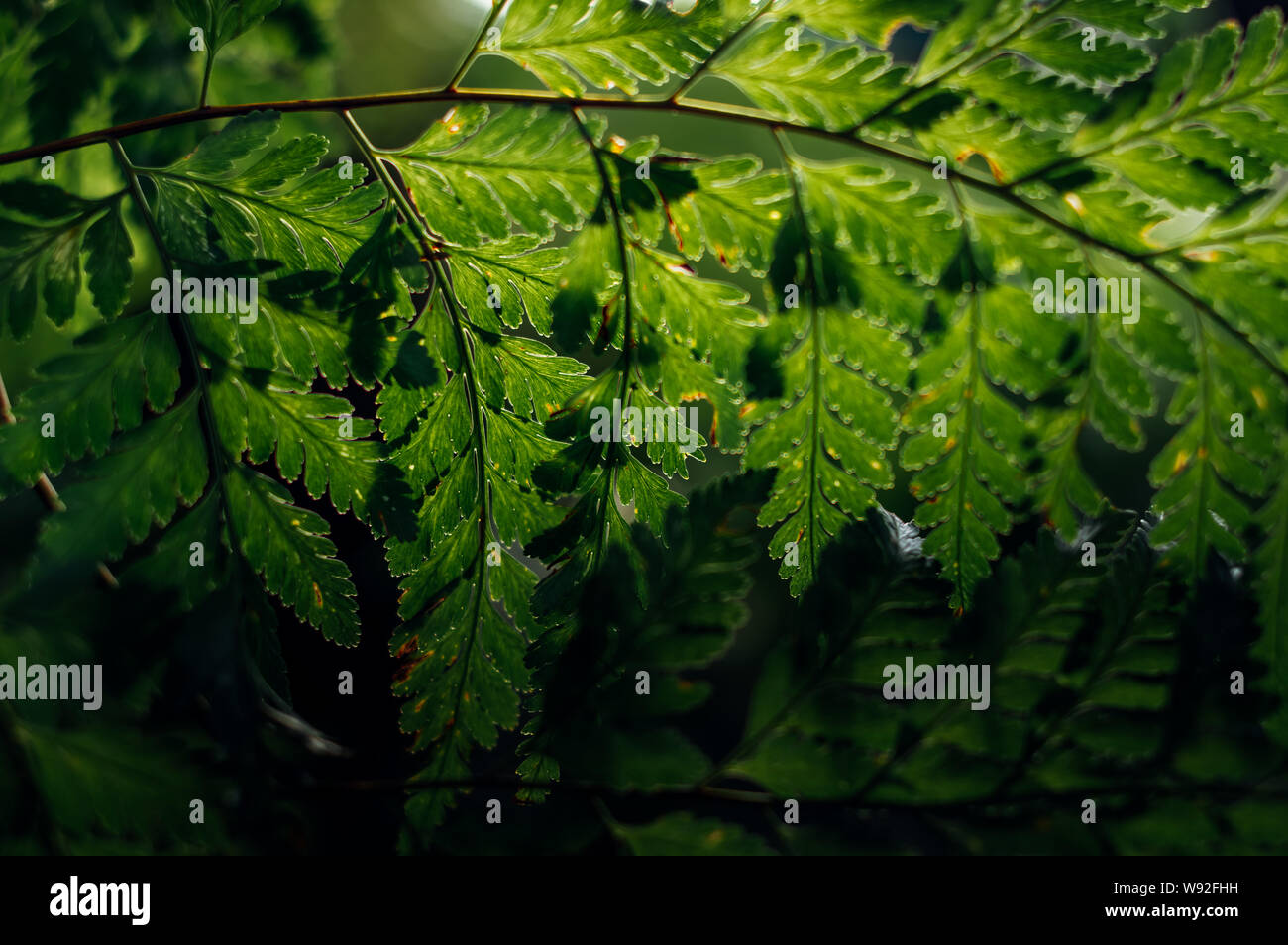 Dark green fern leaf with light Stock Photo - Alamy