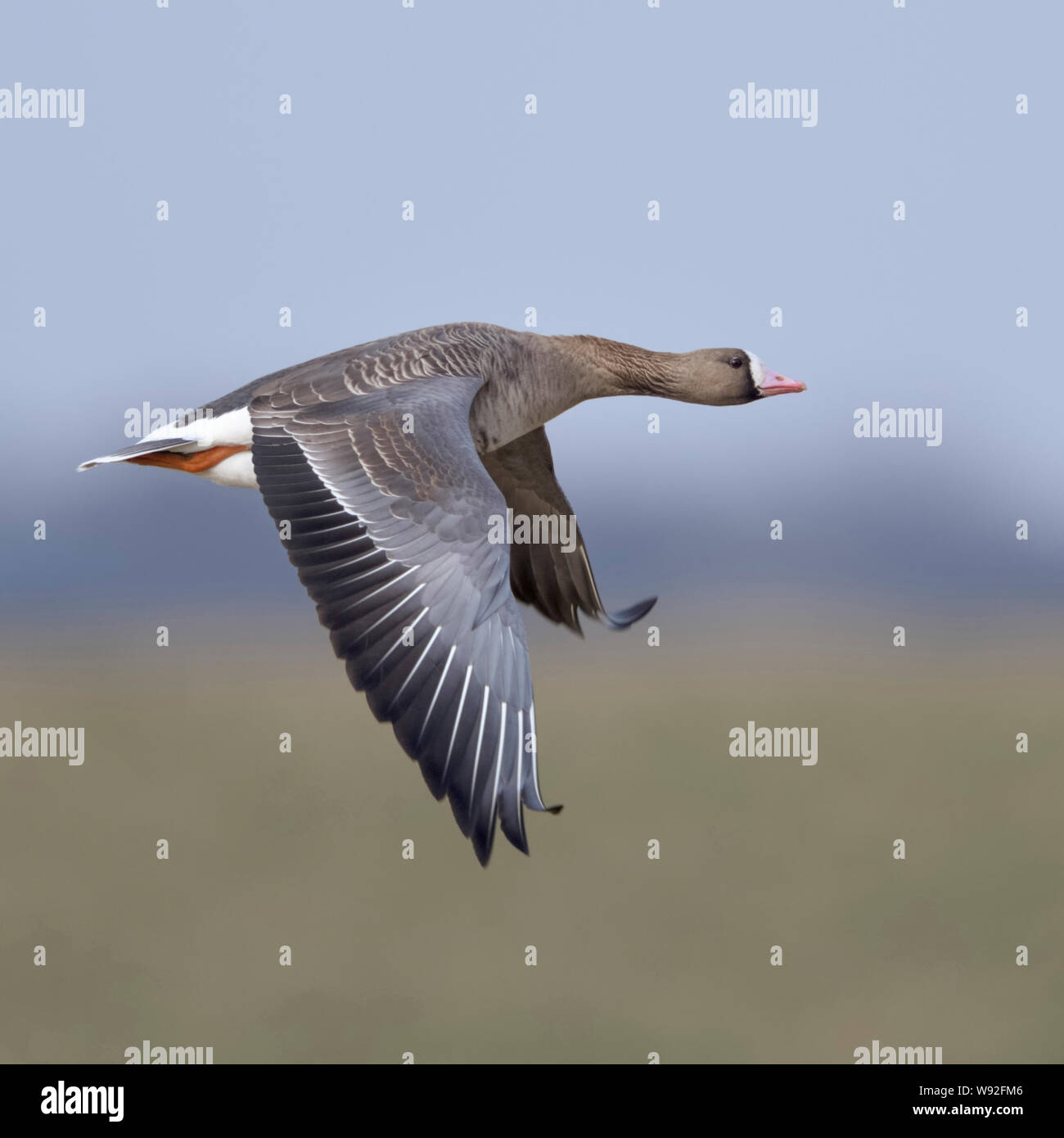Eurasian white fronted goose hi-res stock photography and images - Alamy