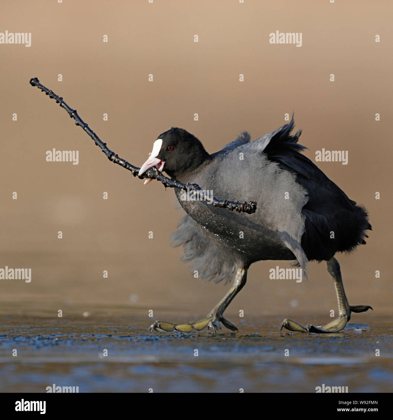 Black Coot / Eurasian Coot ( Fulica atra ) walking on ice, carrying ...