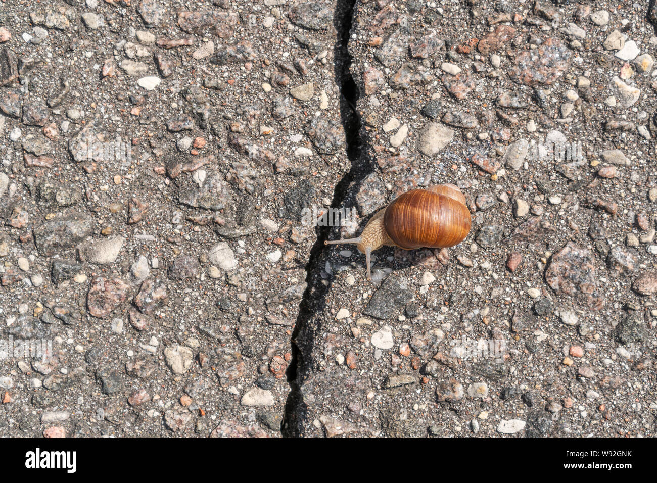 Snail facing a problem, crack on the asphalt road ahead Stock Photo - Alamy