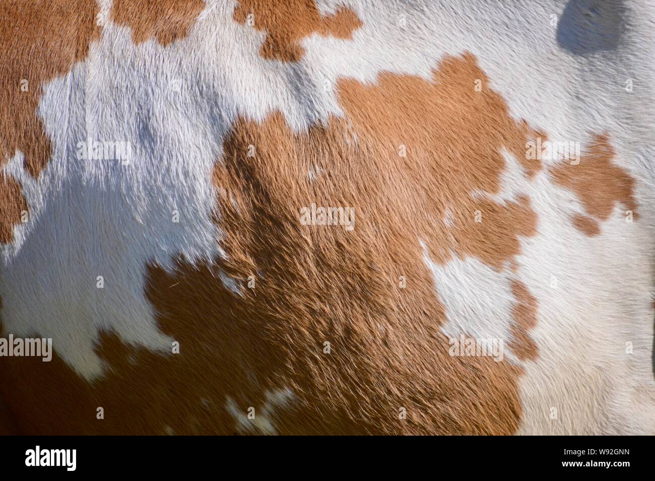 Simmental Breed High Resolution Stock Photography and Images - Alamy