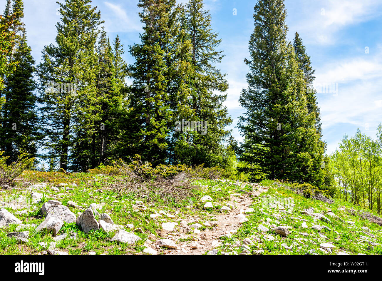 Rocky trail path meadow and pine tree forest on Thomas Lakes Hike in Mt ...