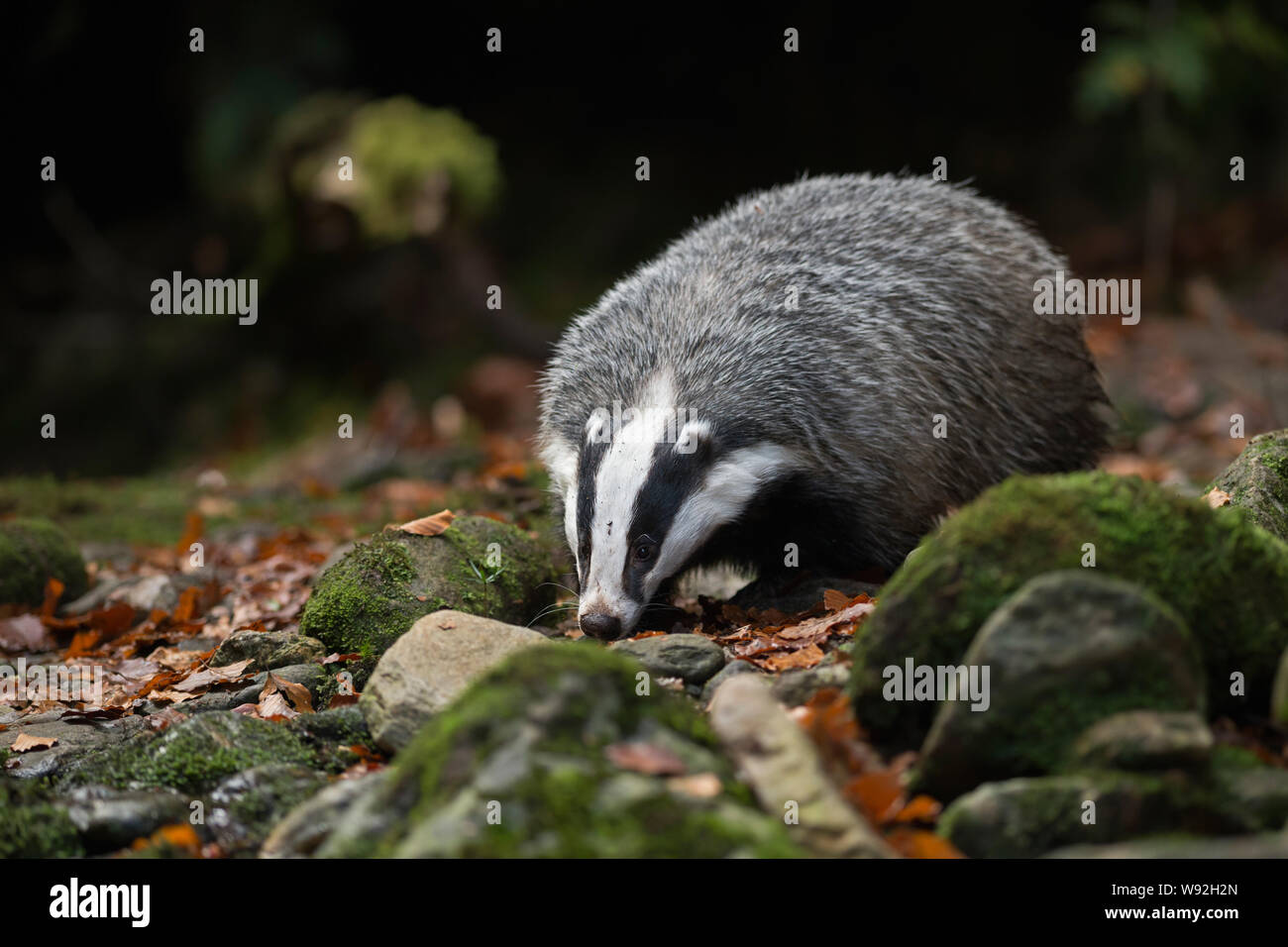 European Badger / Europaeischer Dachs ( Meles meles ), adult animal ...