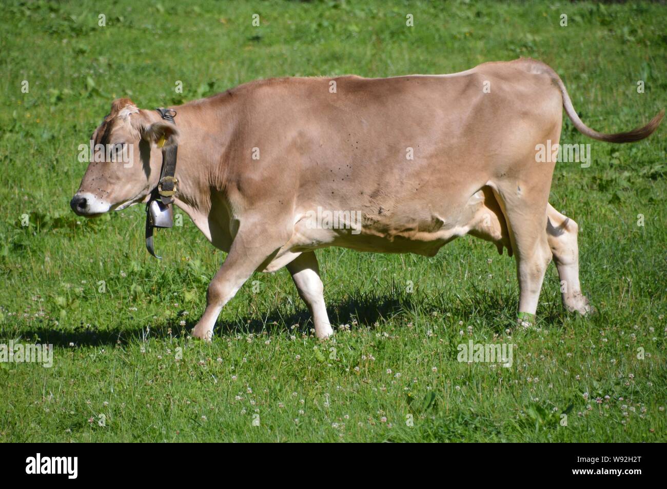 Entthornte kuh hi-res stock photography and images - Alamy