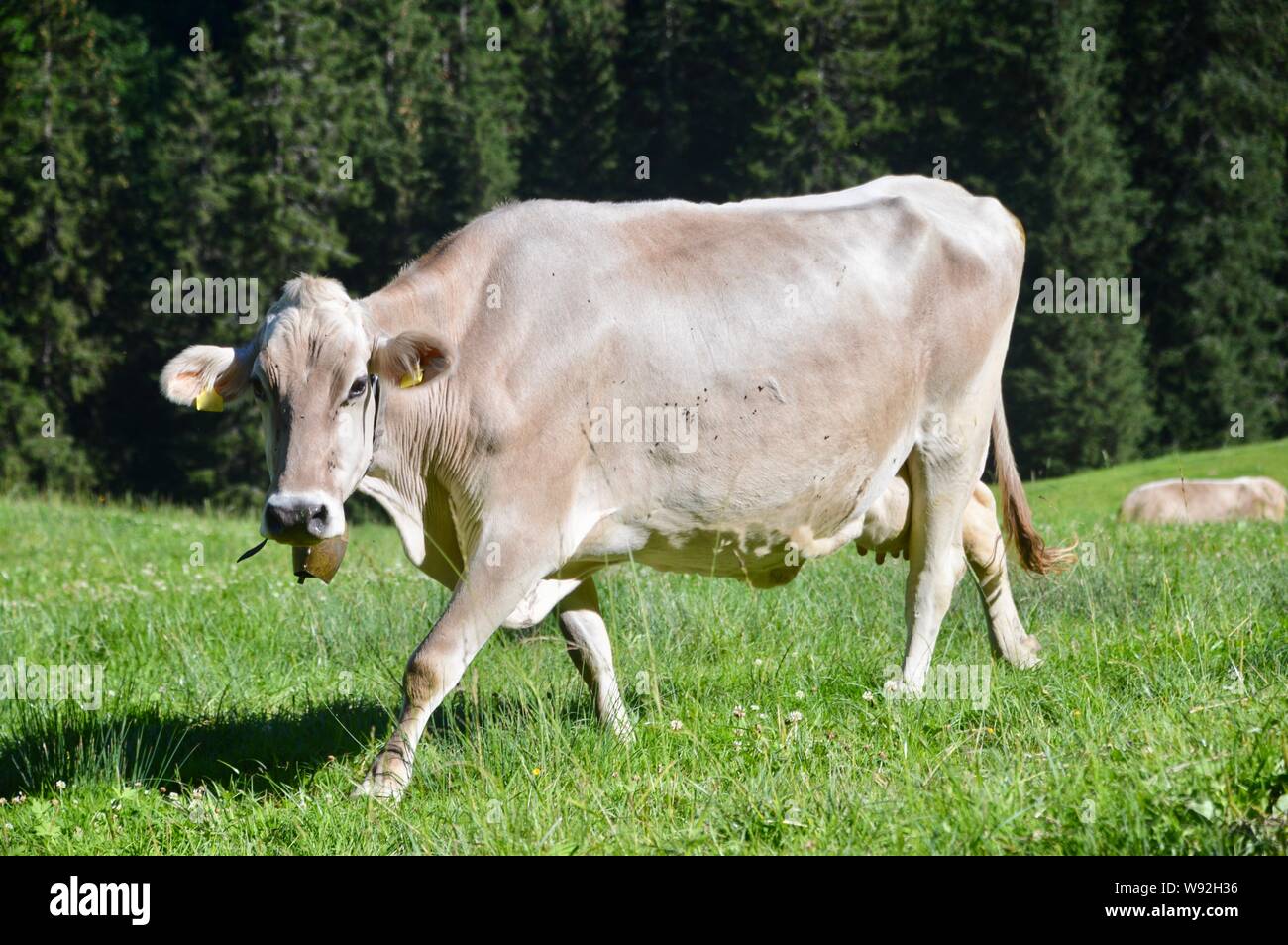 Brown Swiss Steers