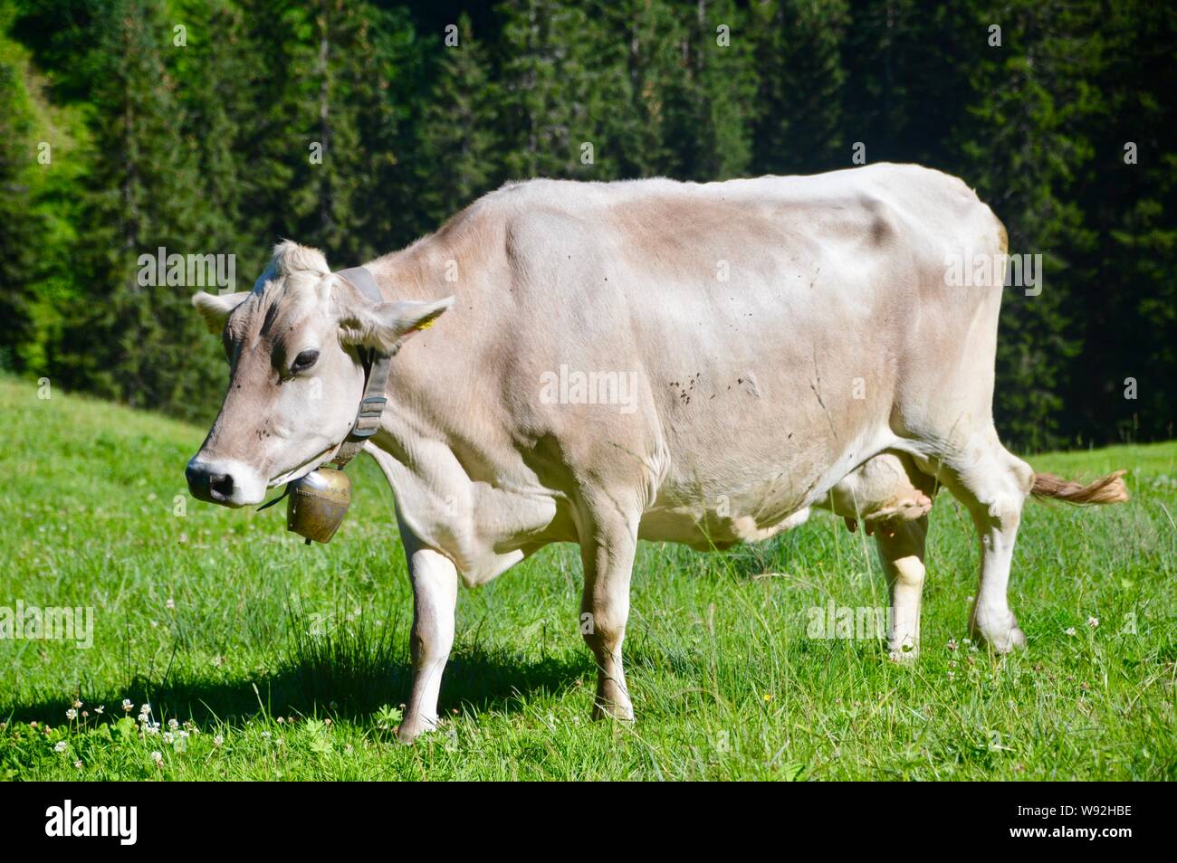 Brown Swiss Cow Facts
