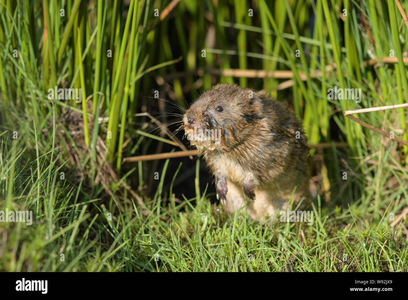 Moor uk water vole hi-res stock photography and images - Alamy
