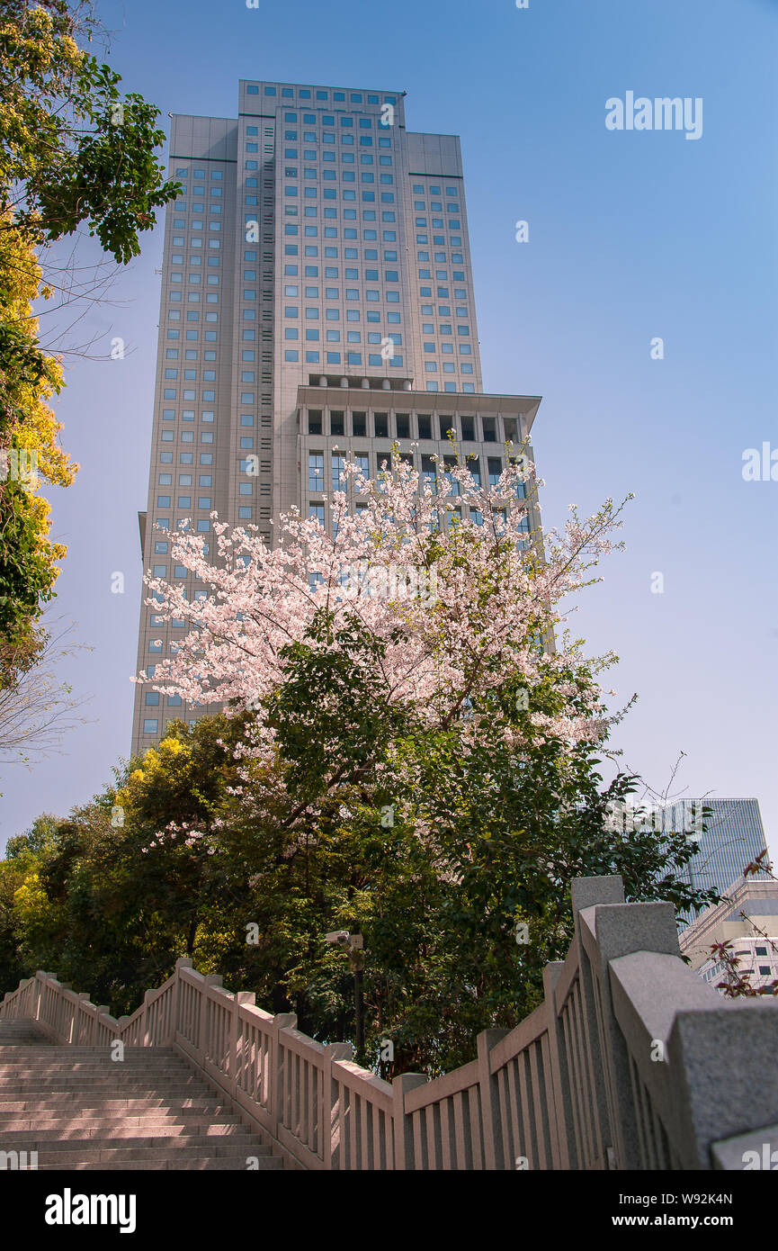 Cherry Blossom Tree in front of modern building, against a blue sky ...