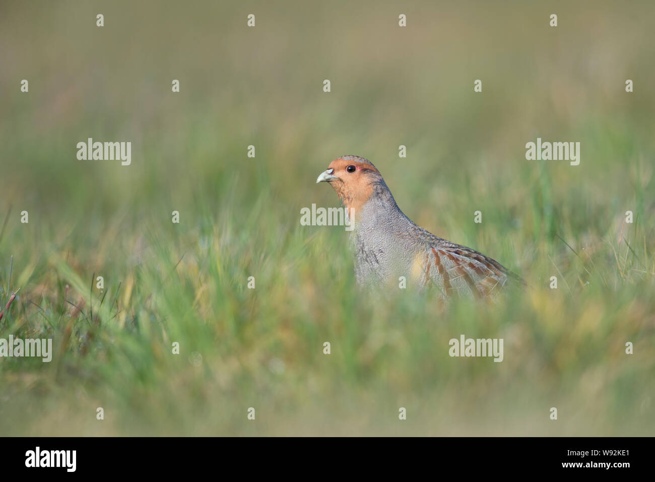 Grey Partridge / Rebhuhn ( Perdix perdix ), walking, sneaking through a ...
