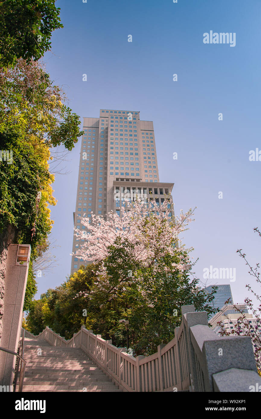 Cherry Blossom Tree in front of modern building, against a blue sky ...