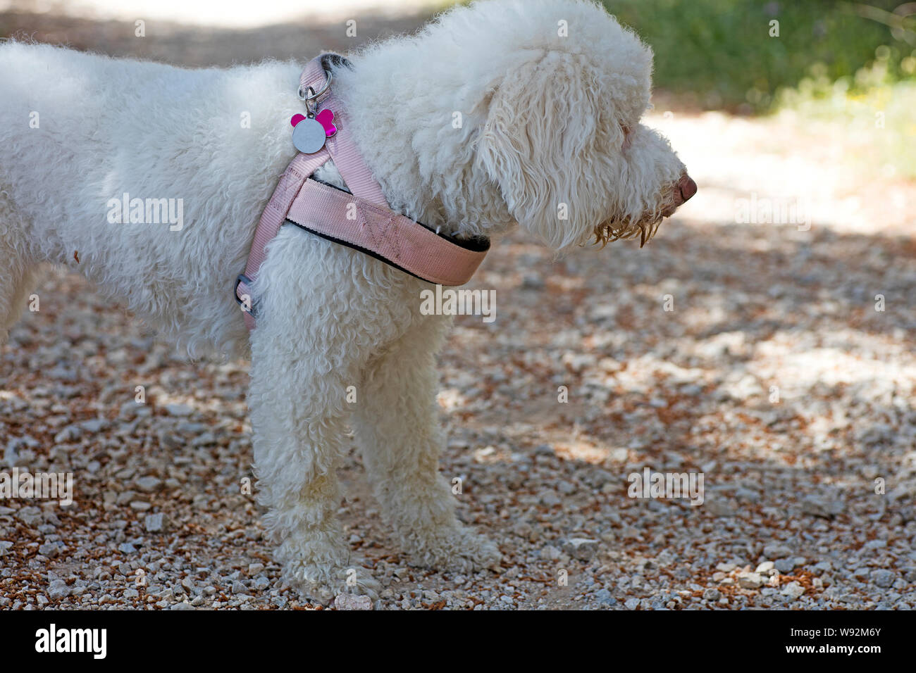 White Lagotto Romagnolo dog portrait macro background fine art in high ...