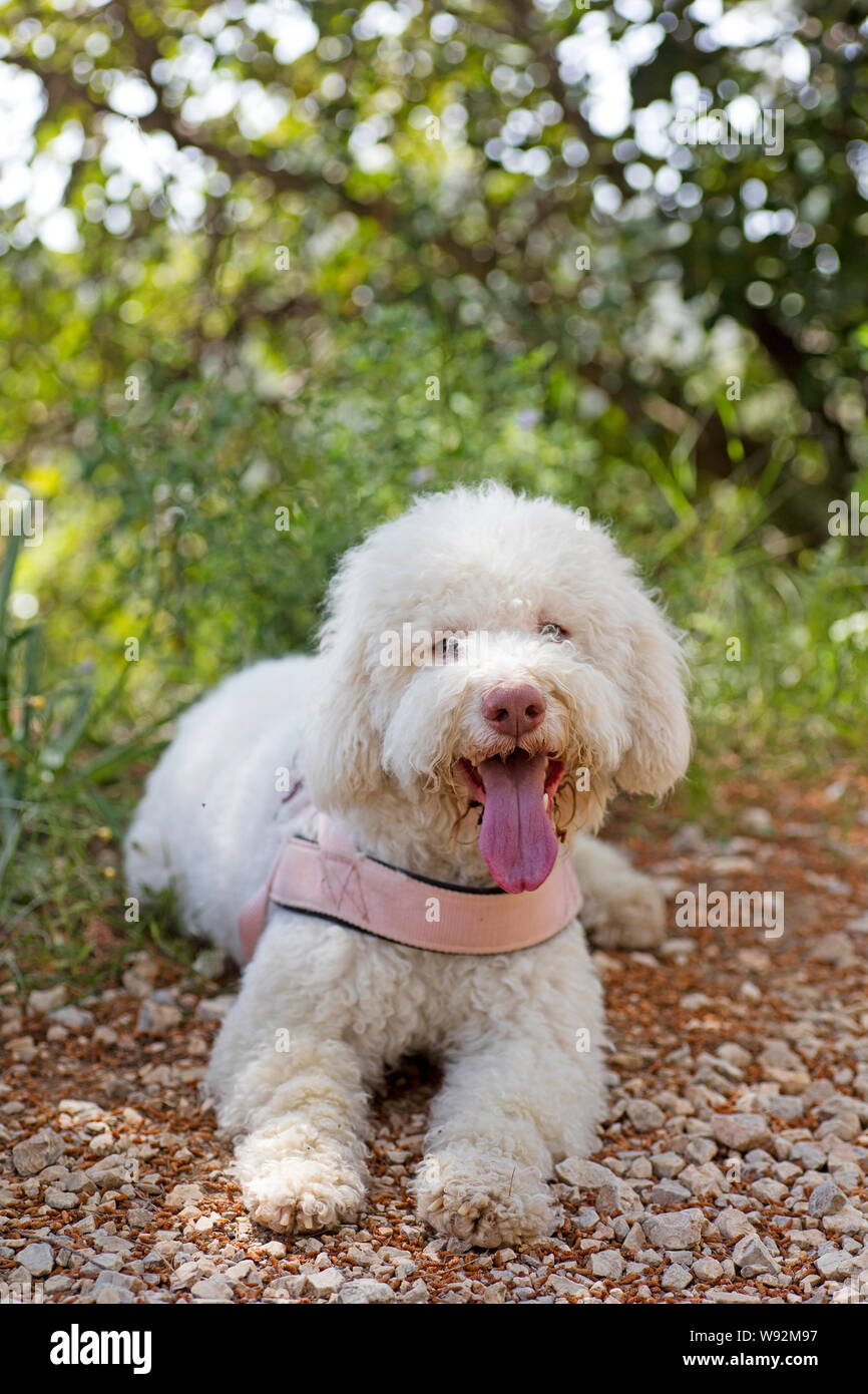 Lagotto romagnolo portrait hi-res stock photography and images - Alamy