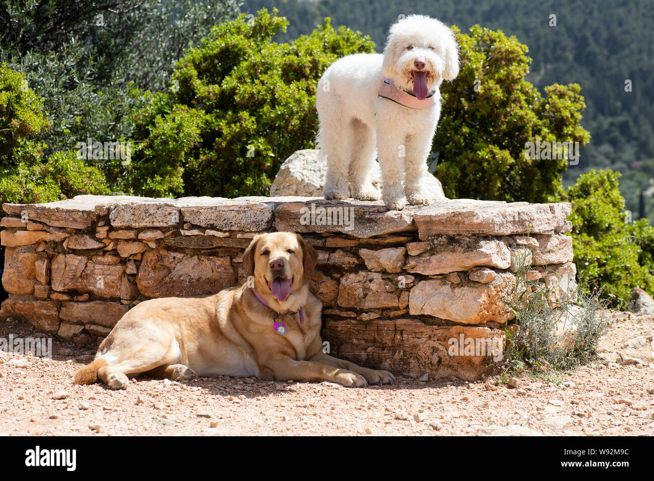 White Lagotto Romagnolo dog portrait macro background fine art in high ...