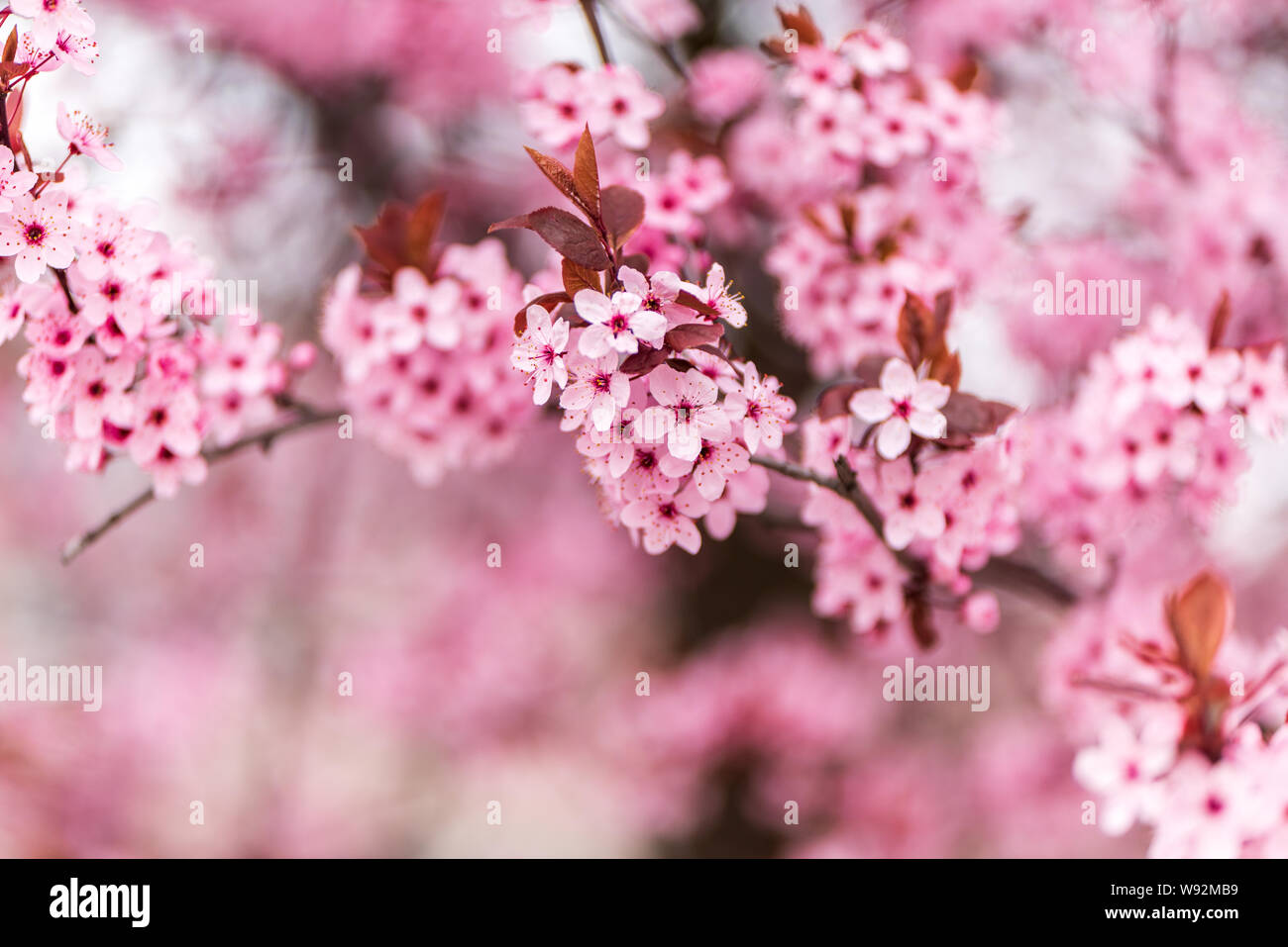 detail of rose sakura cherry tree blossom Stock Photo - Alamy