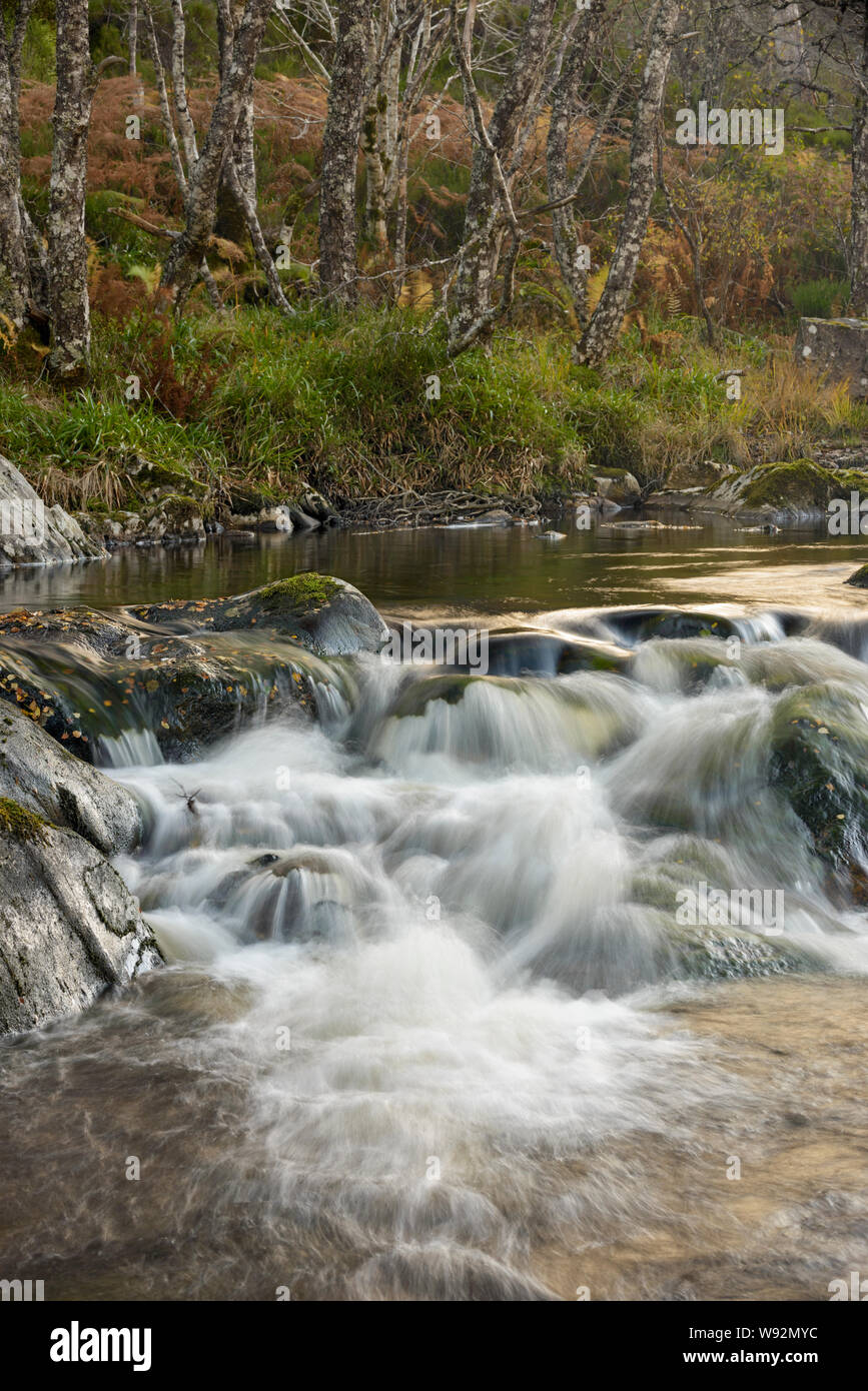 River Affric and alder trees, Glen Affric, Highlands, Scotland. October ...