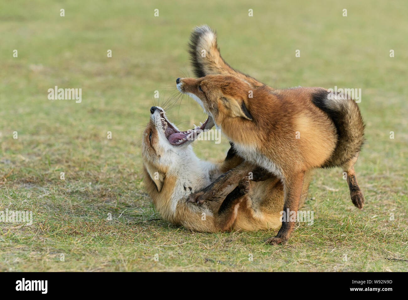 Red fox (Vulpes vulpes), Netherlands. A population of red foxes living ...