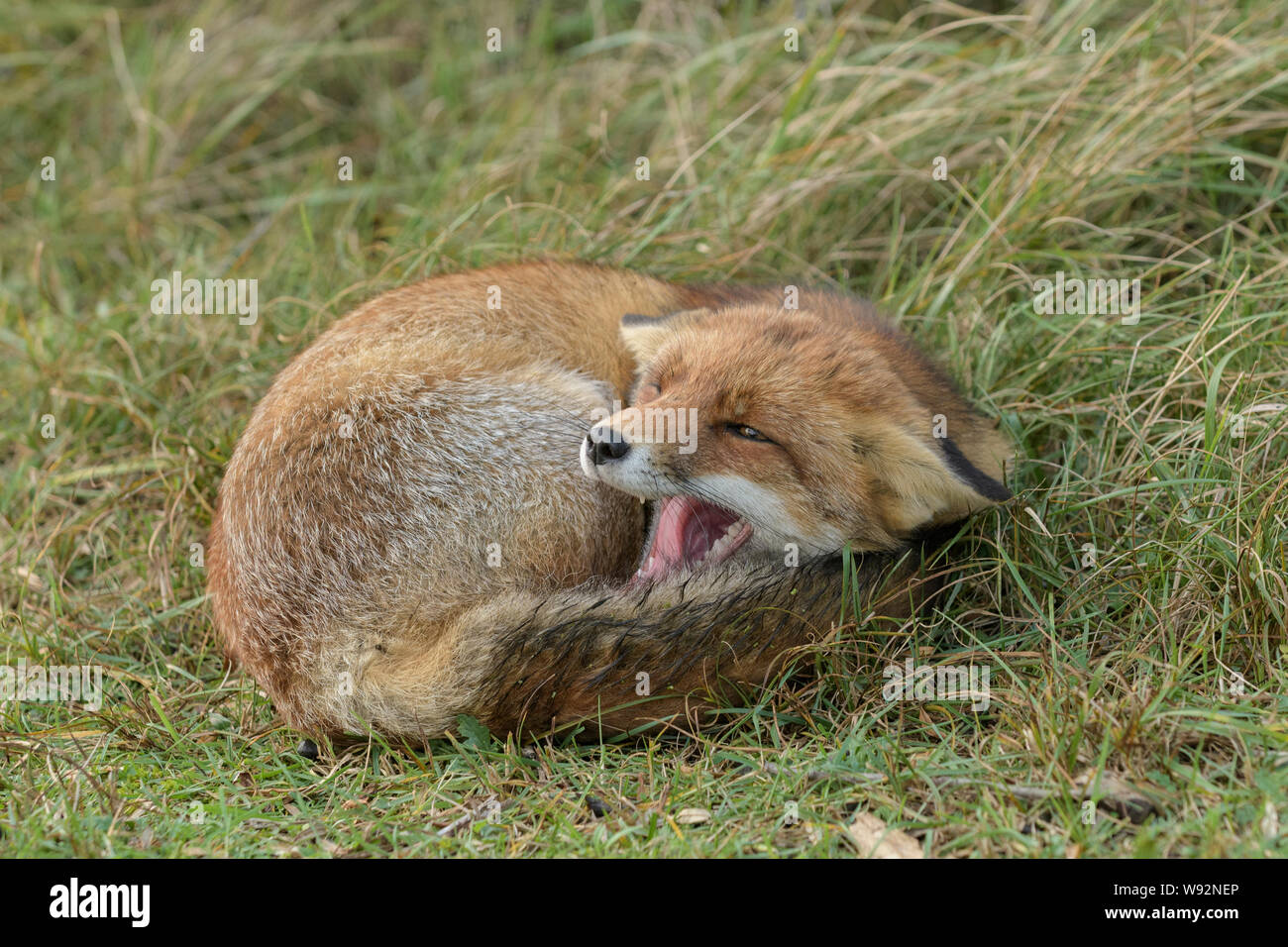 Red fox (Vulpes vulpes), Netherlands. A population of red foxes living ...