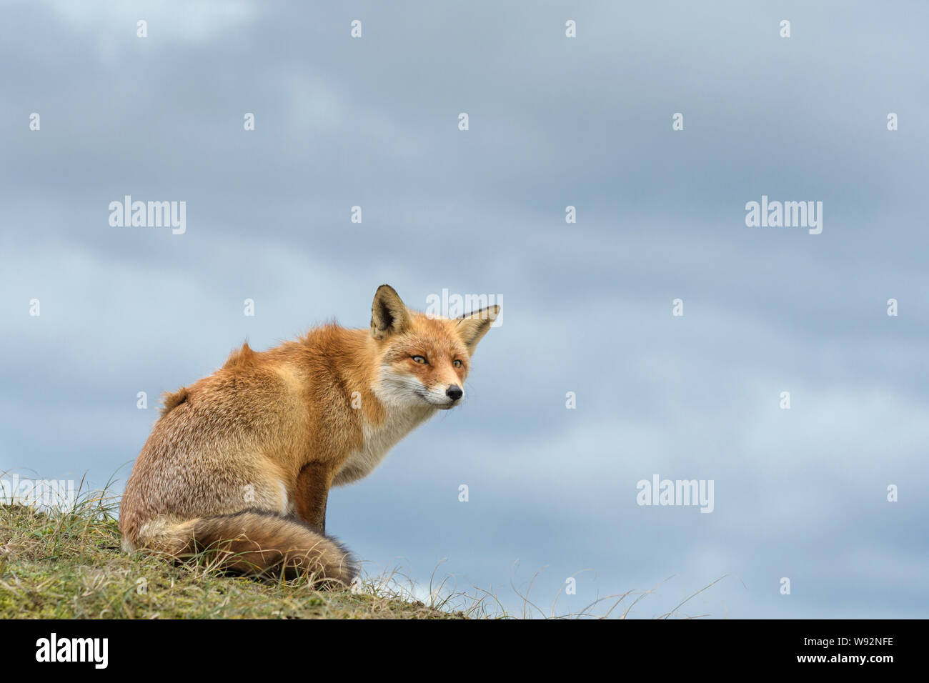Red fox (Vulpes vulpes), Netherlands. A population of red foxes living ...