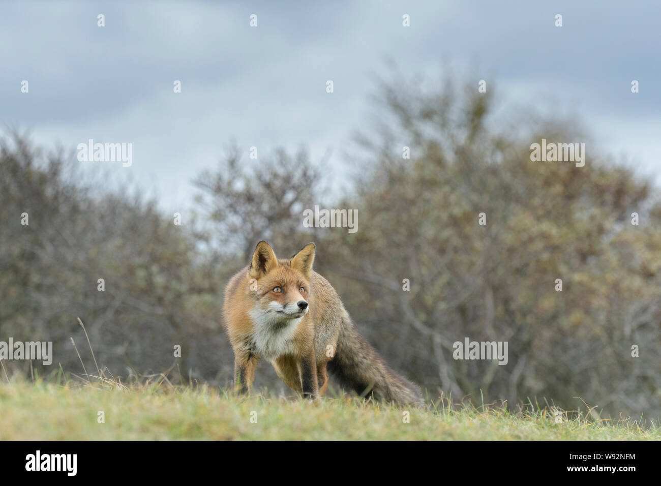 Red fox (Vulpes vulpes), Netherlands. A population of red foxes living ...