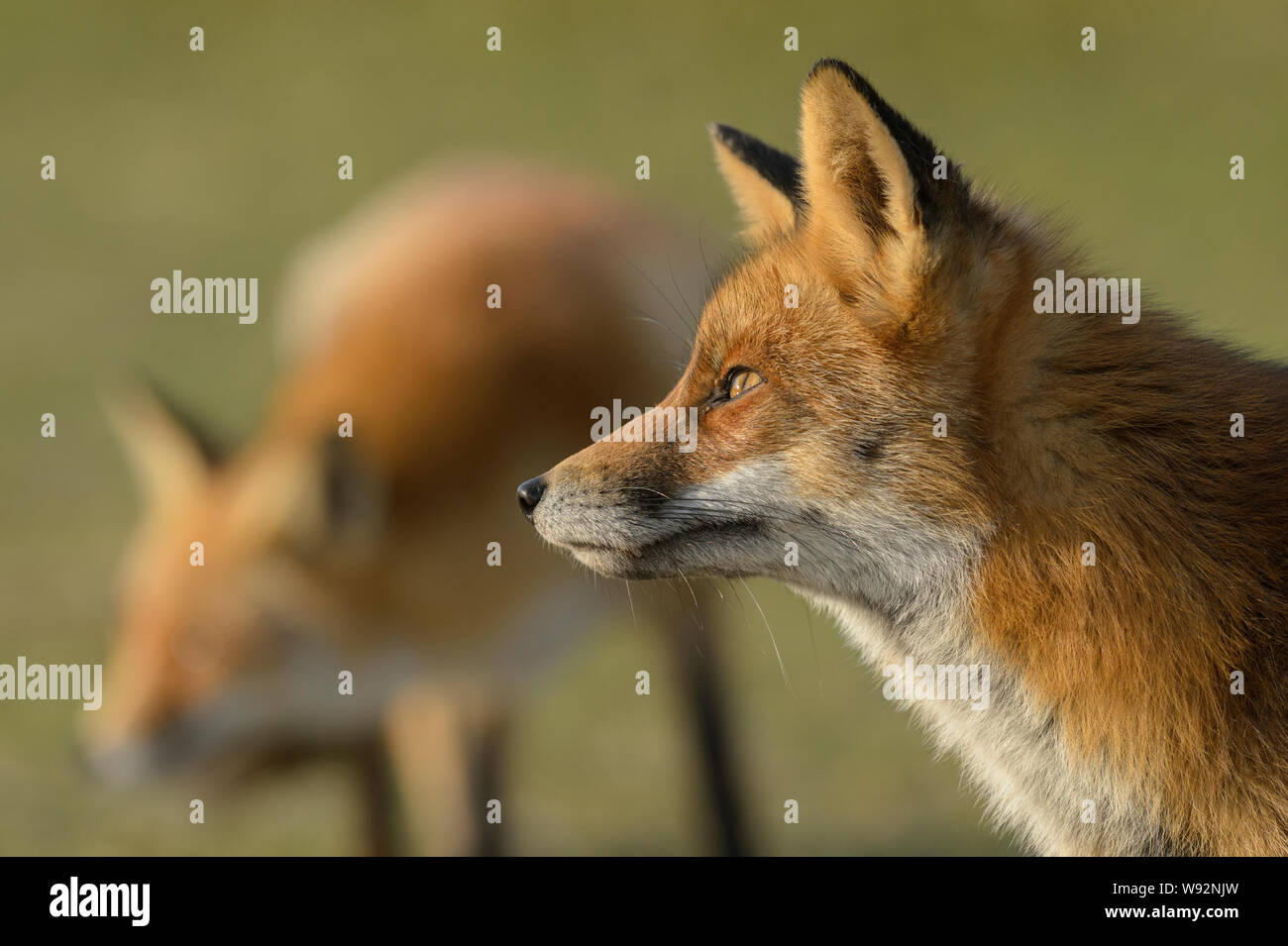 Red fox (Vulpes vulpes), Netherlands. A population of red foxes living ...