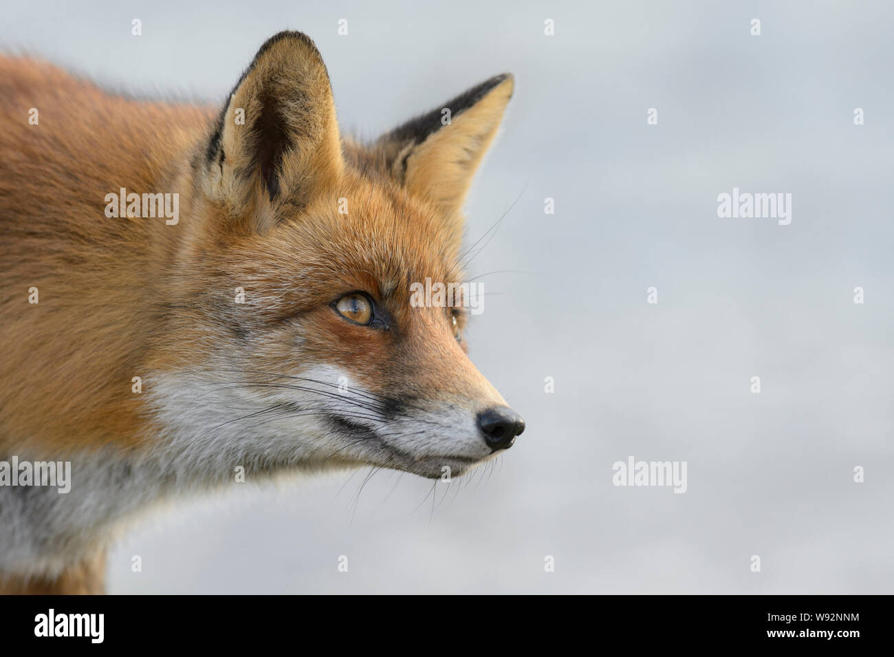 Red fox (Vulpes vulpes), Netherlands. A population of red foxes living ...