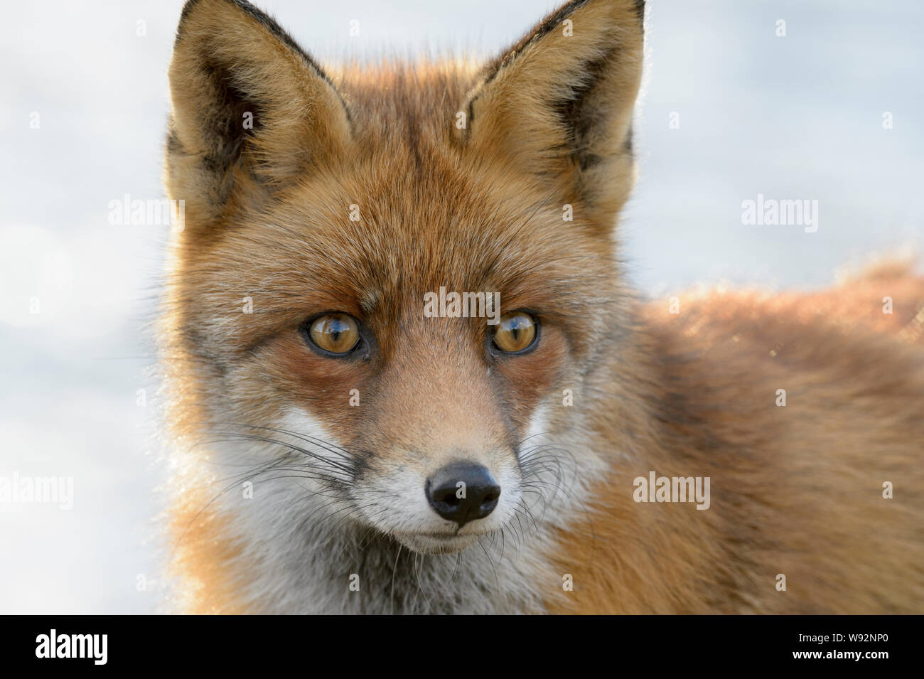Red fox (Vulpes vulpes), Netherlands. A population of red foxes living ...