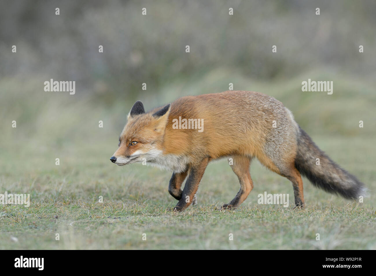 Red fox (Vulpes vulpes), Netherlands. A population of red foxes living ...