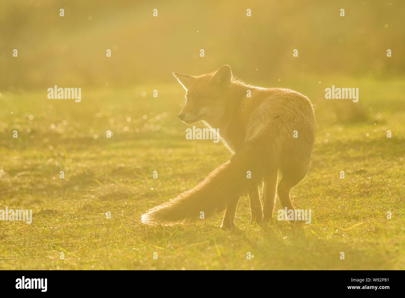 Red fox (Vulpes vulpes), Netherlands. A population of red foxes living ...