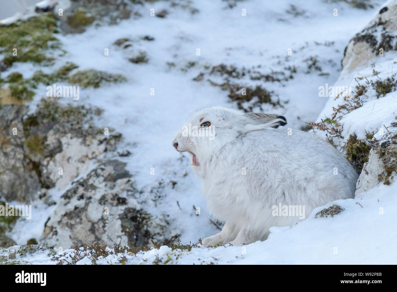 Hare teeth hi-res stock photography and images - Alamy