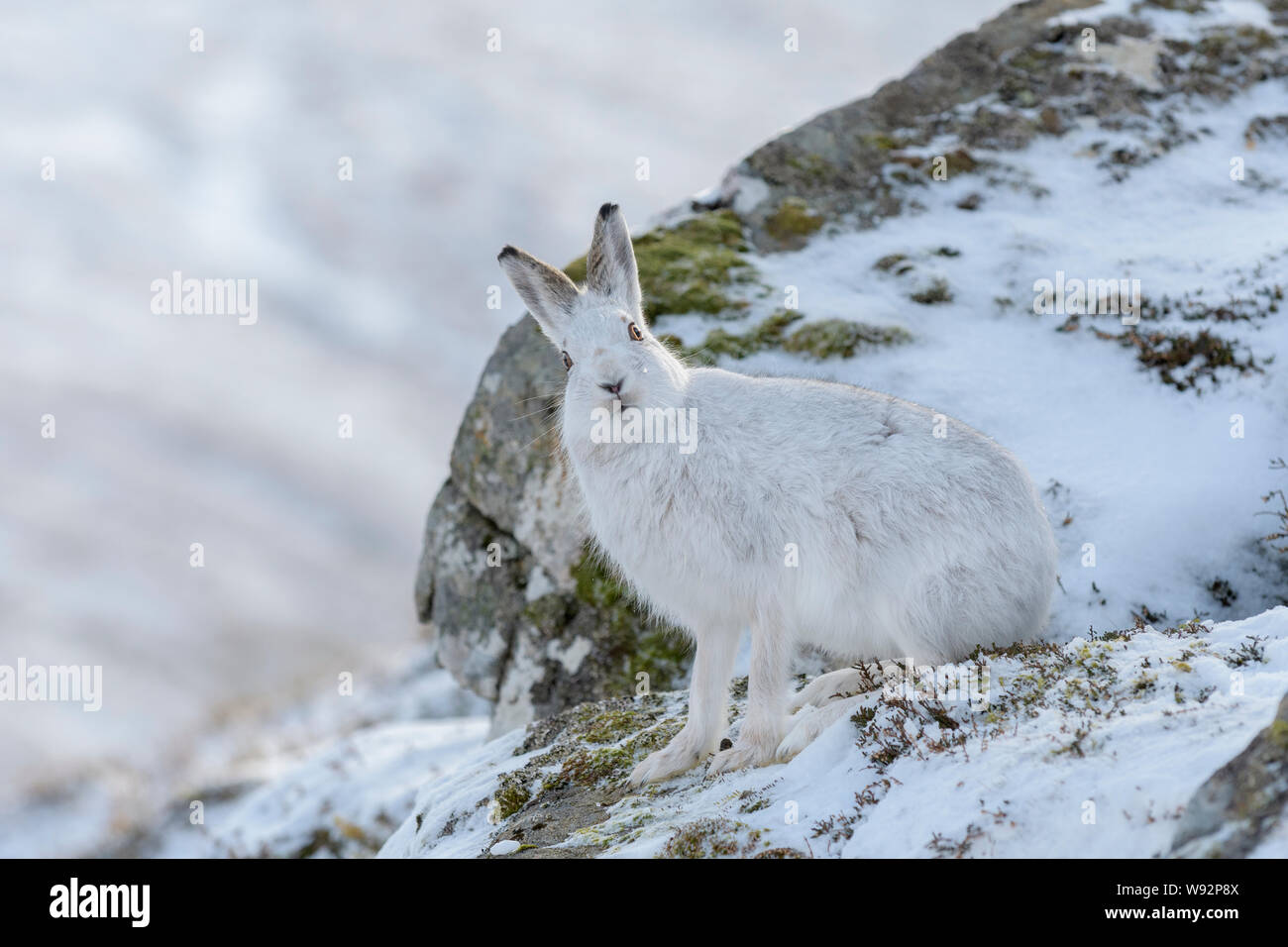 Mountain hare (Lepus timidus). Cairngorms, Scotland. February Stock ...