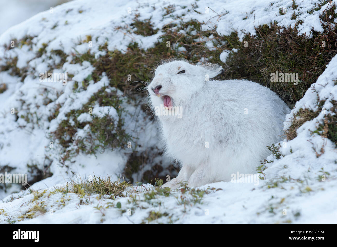 Mountain hare (Lepus timidus). Cairngorms, Scotland. February Stock ...