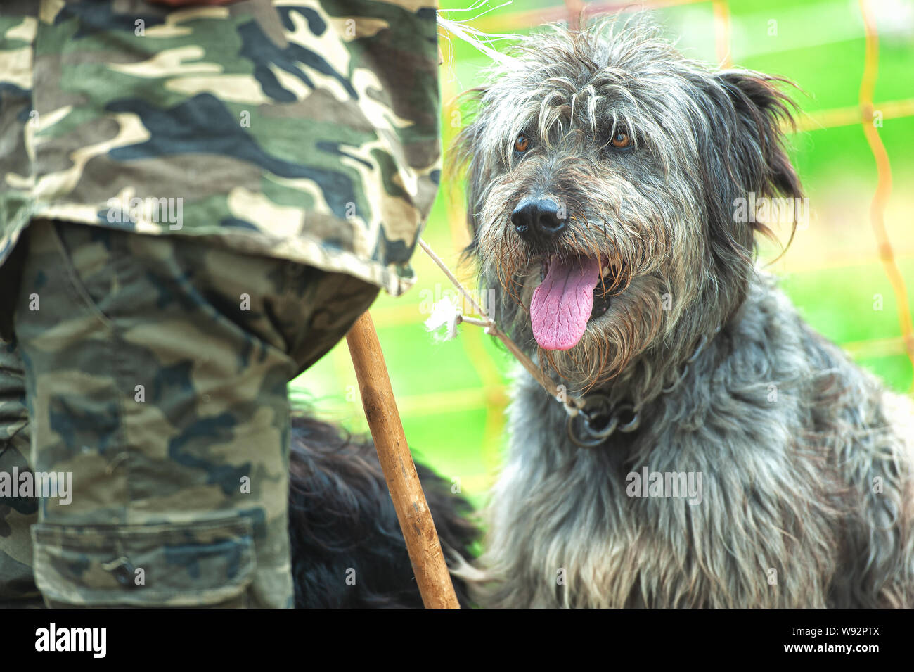 Bergamasco sheepdog or bergamese shepherd hi-res stock photography and ...