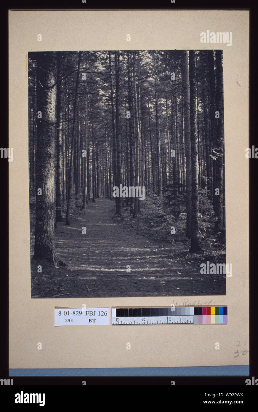A path through the woods / W. Radford Stock Photo - Alamy