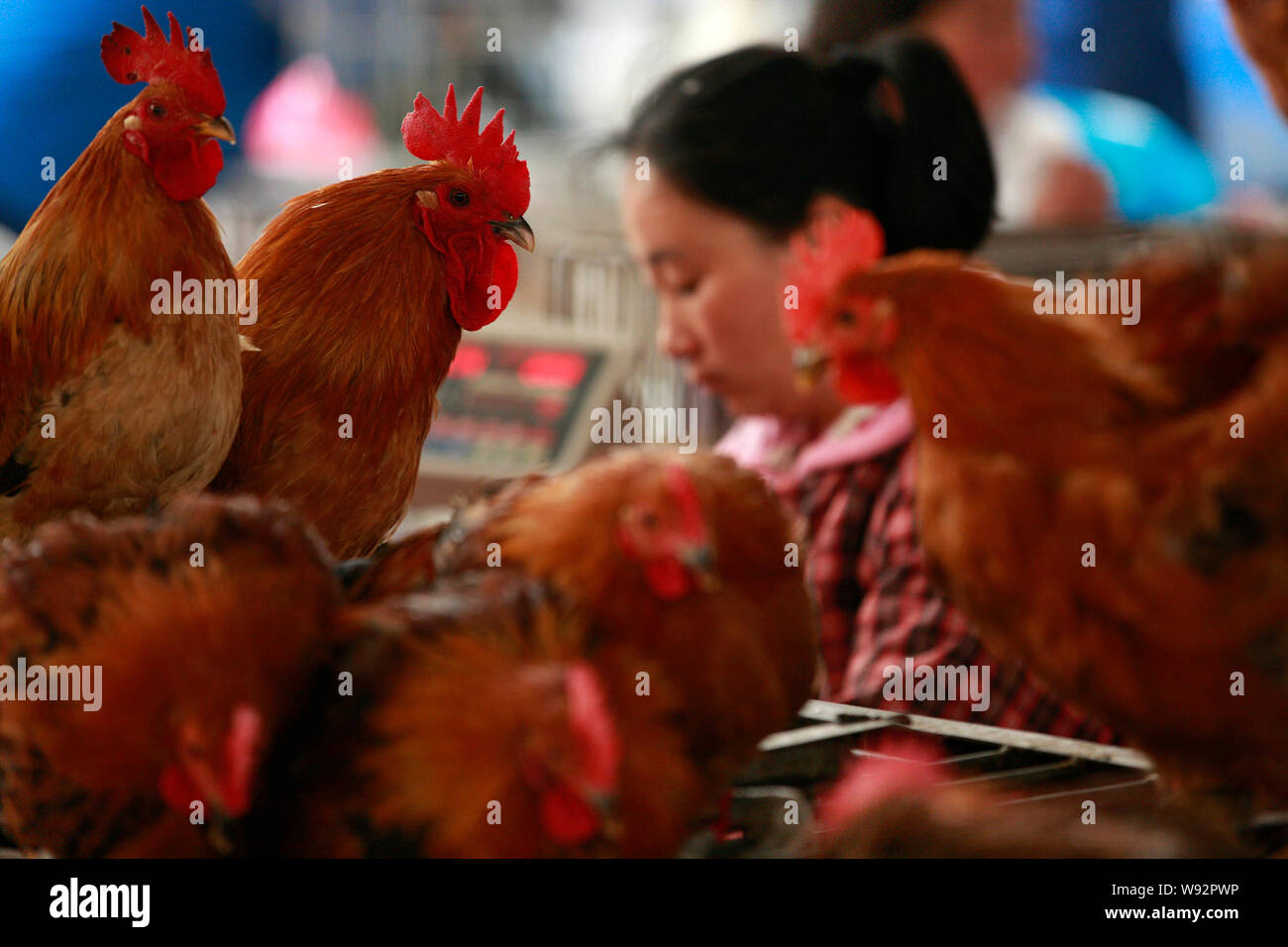 East china chickens hi-res stock photography and images - Alamy