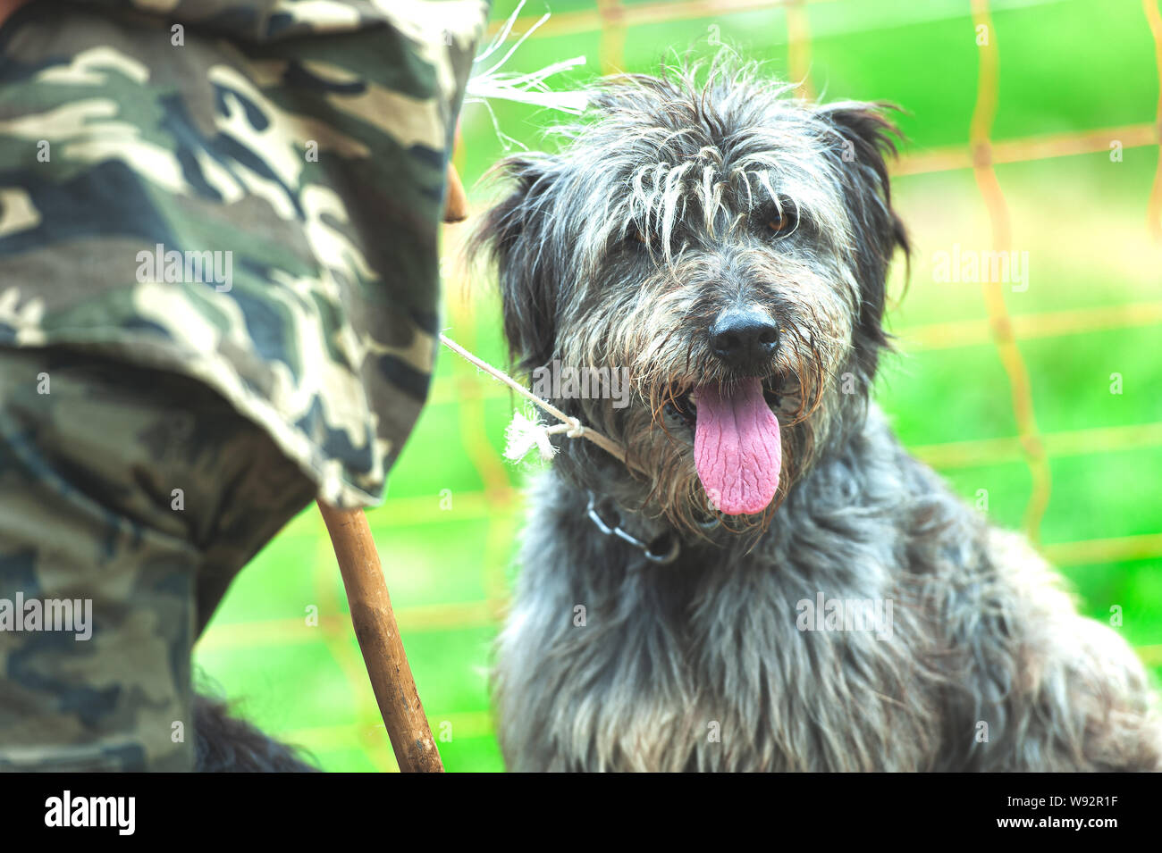 Bergamo Shepherd dog next to his master Stock Photo - Alamy