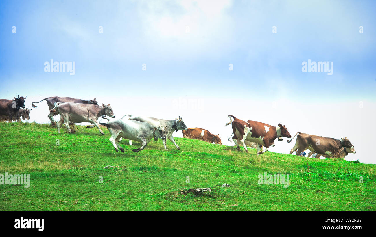 Herd of cows running hi-res stock photography and images - Alamy