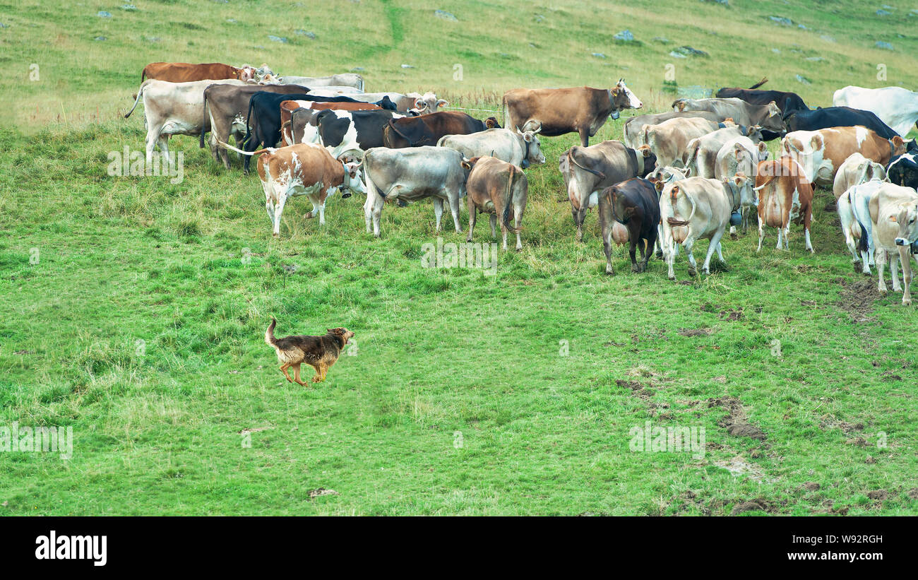 Shepherd dog in action with a group of alpine cows Stock Photo - Alamy