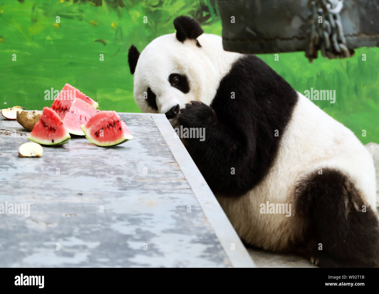 Qinling panda hi-res stock photography and images - Alamy
