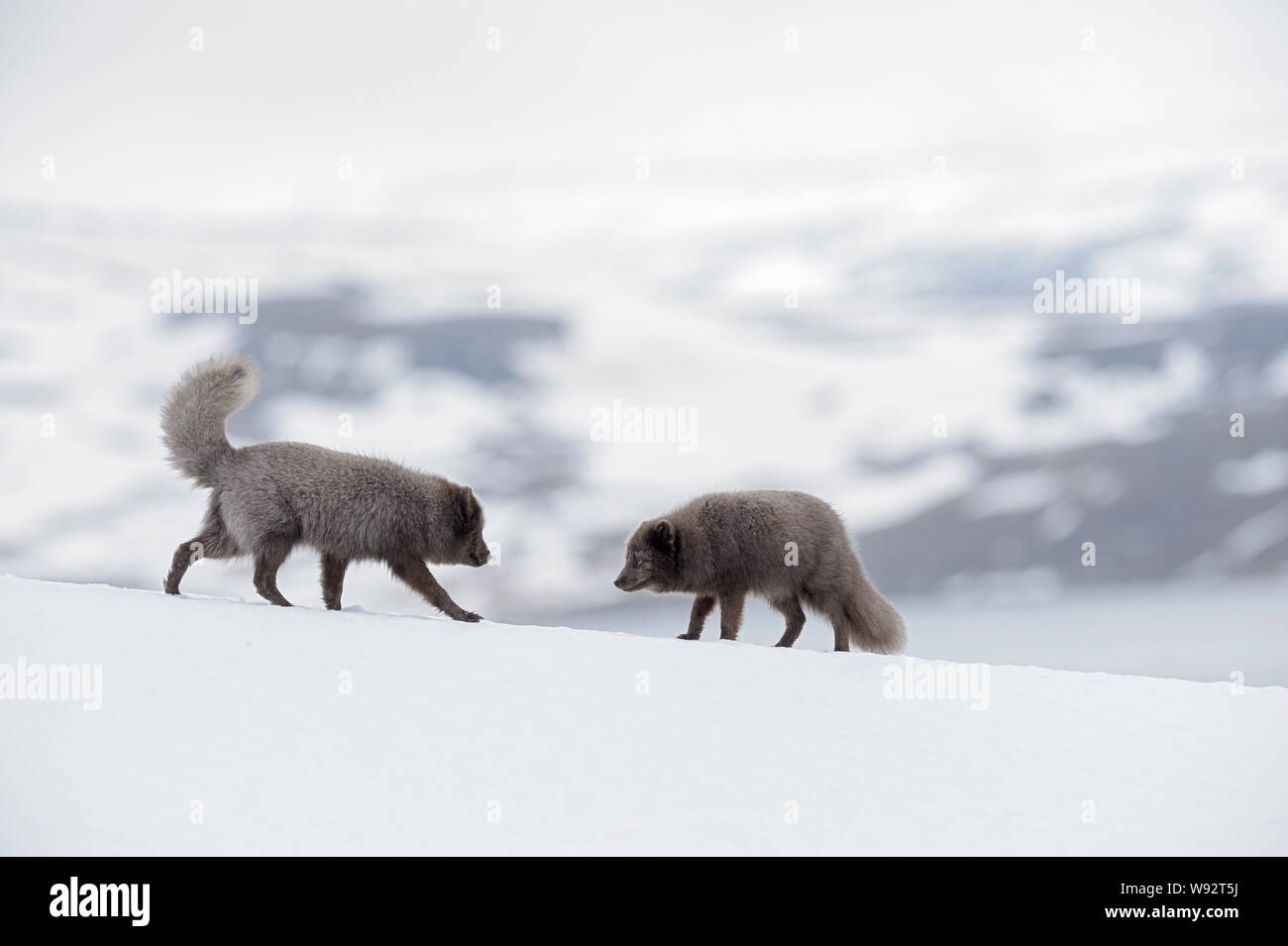Arctic fox (Vulpes [Alopex] lagopus). Blue colour morph. Hornstrandir ...