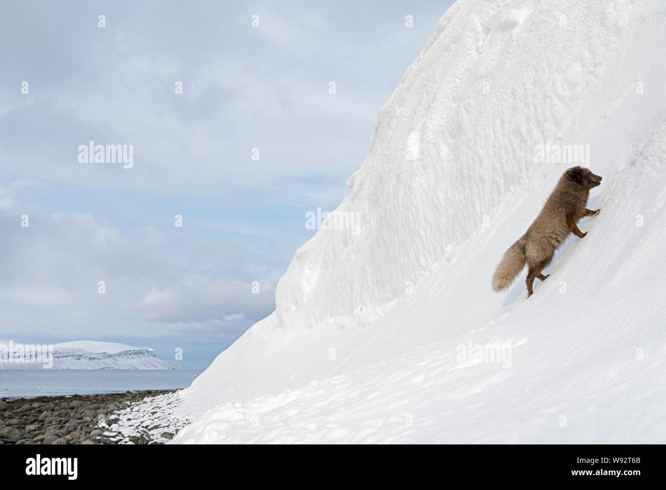 Arctic fox (Alopex lagopus). Hornstrandir, Iceland. Blue colour morph ...