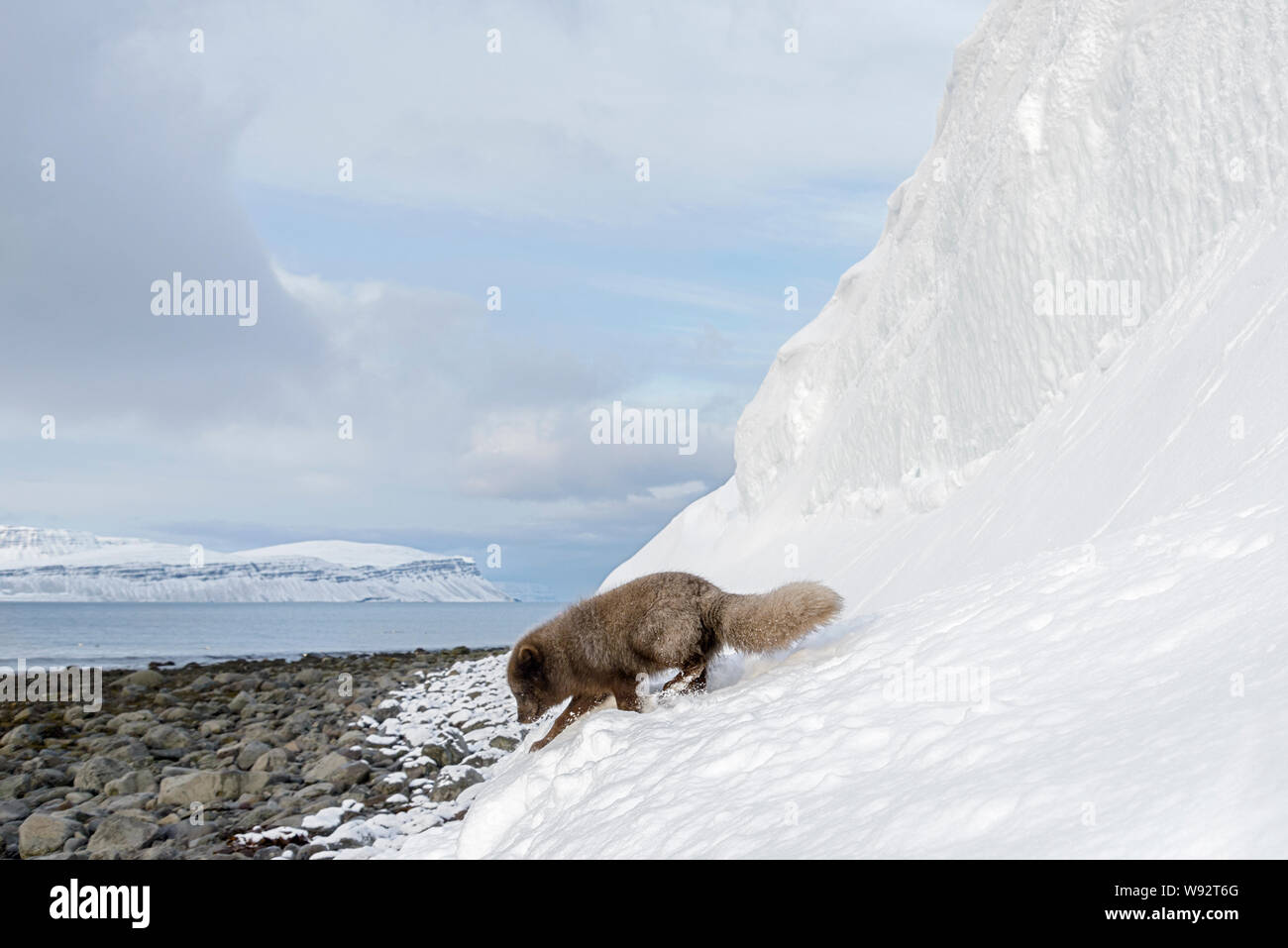 Arctic fox (Alopex lagopus). Hornstrandir, Iceland. Blue colour morph ...